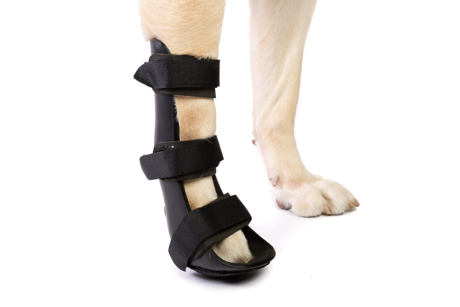 Férula rígida delantera para perro | Ortovets México