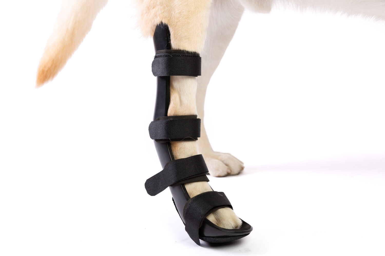 Férula para perro pata trasera - RÍGIDA | Ortovets México