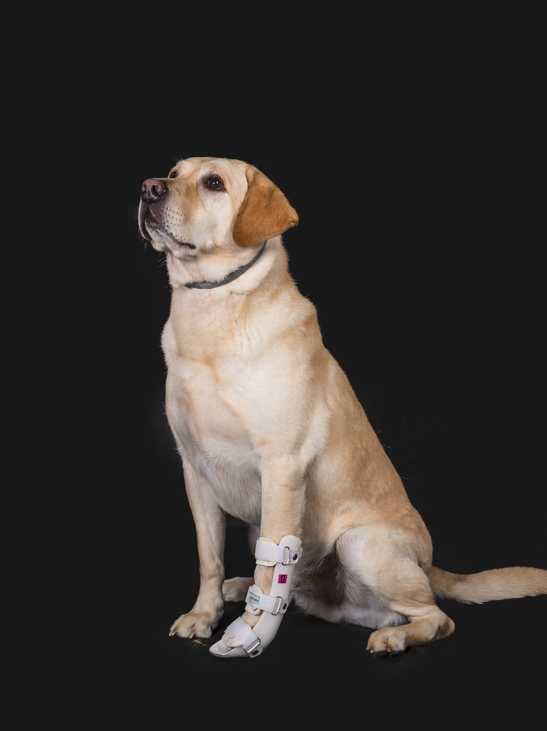 Férula rígida delantera para perro | Ortovets México