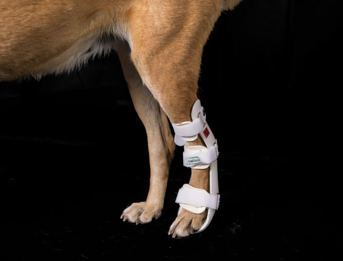 Férula para perro pata trasera - RÍGIDA | Ortovets México